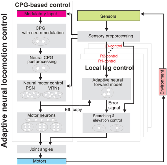 Locomotion – ENS-LAB