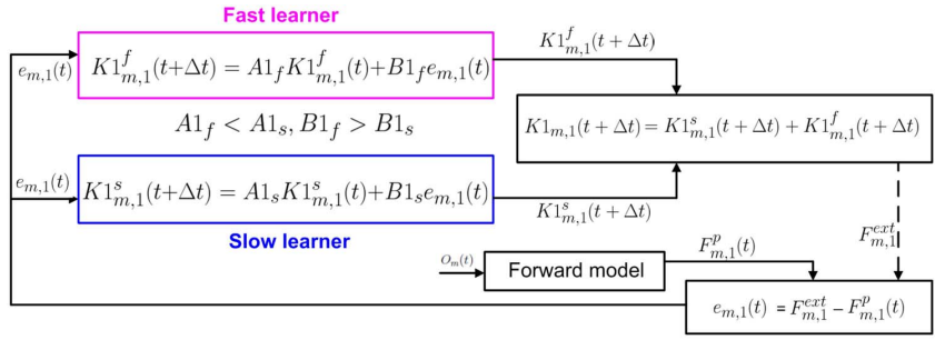 Muscle models – ENS-LAB