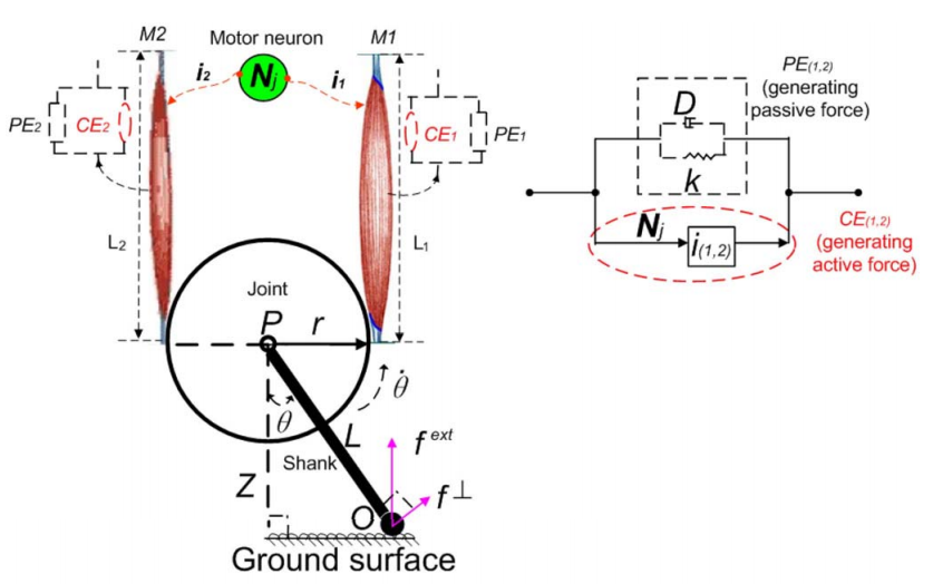 Muscle models – ENS-LAB