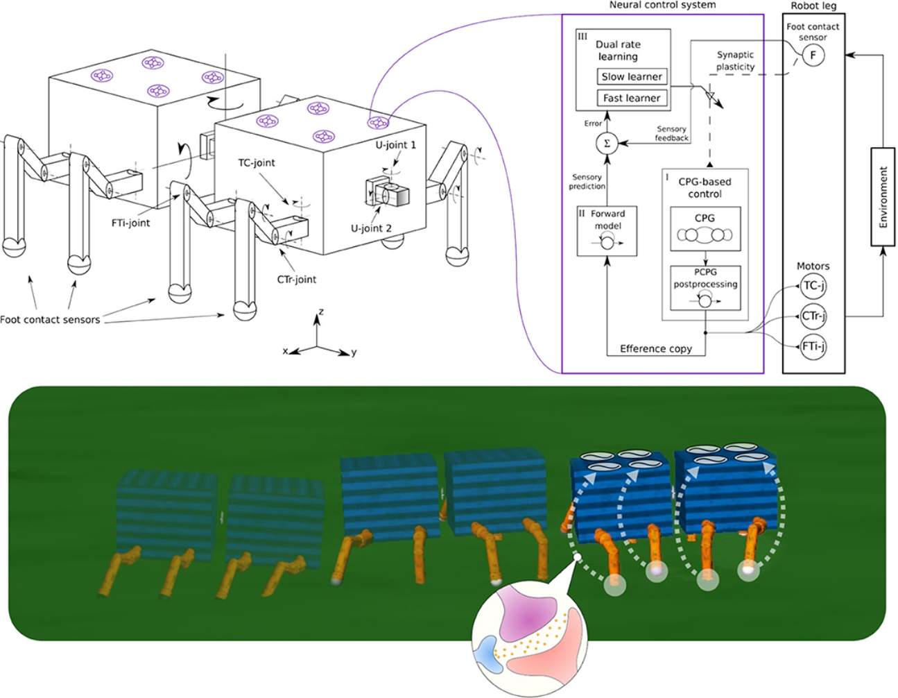 Locomotion – ENS-LAB